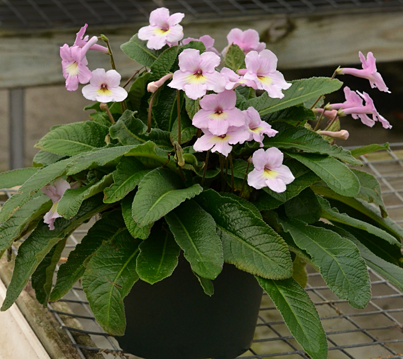 streptocarpus plant at Bengert's in West Seneca NY - Buffalo ...