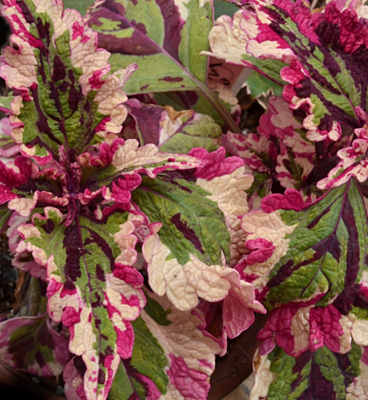 Coleus can add color & height to shady gardens; see spectacular ...