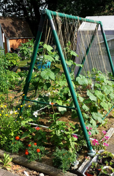 Old swing frame is repurposed as a trellis for cucumbers - Buffalo ...