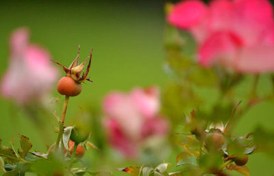 How to start roses from seed using rose hips in autumn - Buffalo ...