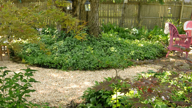 You can garden in shade-even under a tree! - Buffalo-NiagaraGardening.com