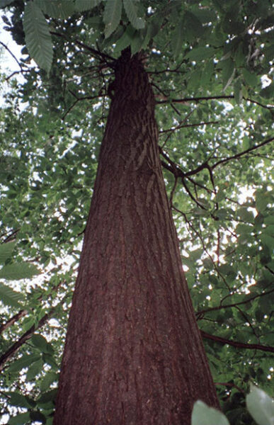 American chestnut among offerings in tree seedling sales - Buffalo ...