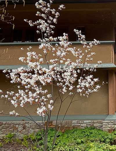 Learn to prune in next class at Graycliff - Buffalo-NiagaraGardening.com