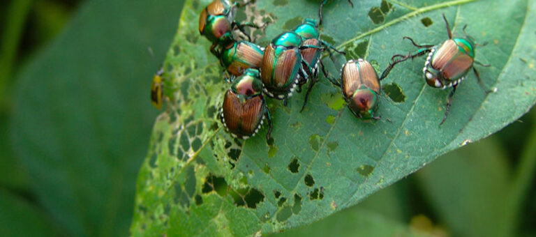 Japanese beetles in WNY: what to do - Buffalo-NiagaraGardening.com