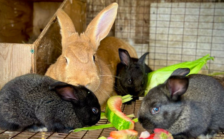 Urban Farm Day: shop, tour & learn - Buffalo-NiagaraGardening.com