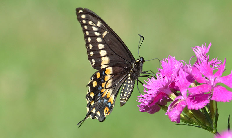 Flying Swallowtail Ndash Free Flying Emerald Swallowtail Butterfly