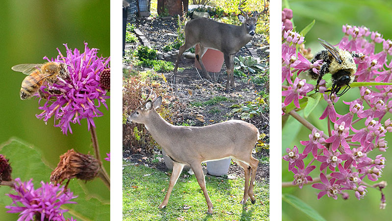 What worked well for your garden? What didn't? - Buffalo ...