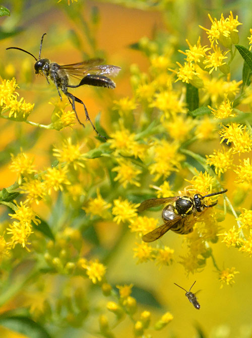 Beyond milkweed: aim for native plants throughout our growing season ...