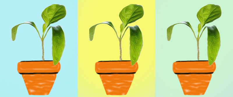 Sales & plant exchanges are popping up in WNY! - Buffalo ...