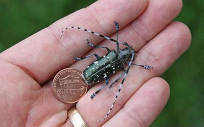 Watch for Asian longhorned beetle - Buffalo-NiagaraGardening.com