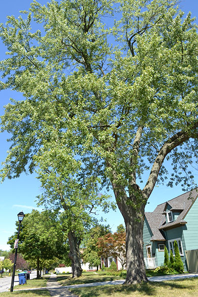 Have you been sweltering this summer? Plant a tree this autumn ...