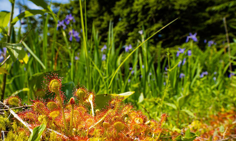Native plants Archives - Buffalo-NiagaraGardening.com